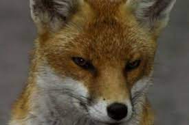 The good news of Sam the Quarry Fox (By Filip, 9)